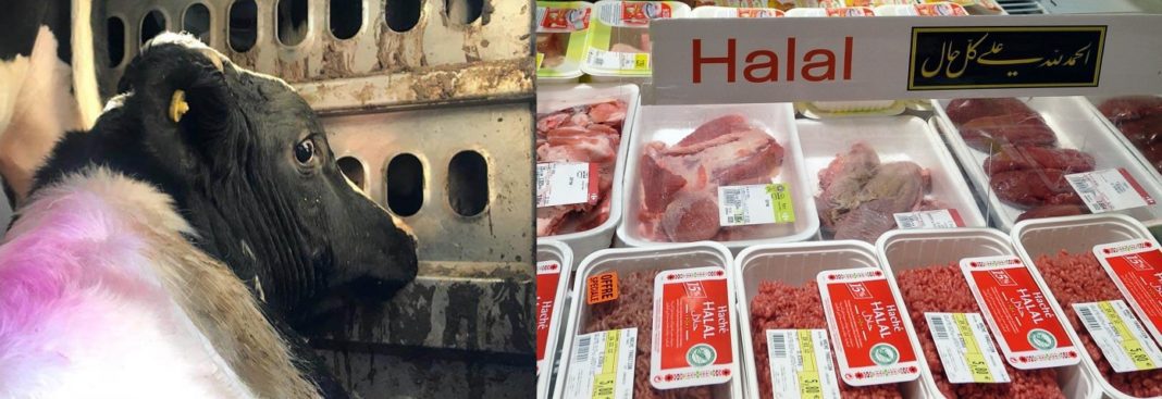 Volume de exportação de carne halal brasileira aos Emirados Árabes ...