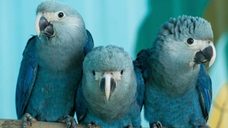 Ararinha-azul será reintroduzida à caatinga em Curaçá (BA) - Vegazeta
