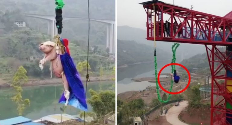 Bungee jumping com porco gera revolta nas redes sociais - Vegazeta