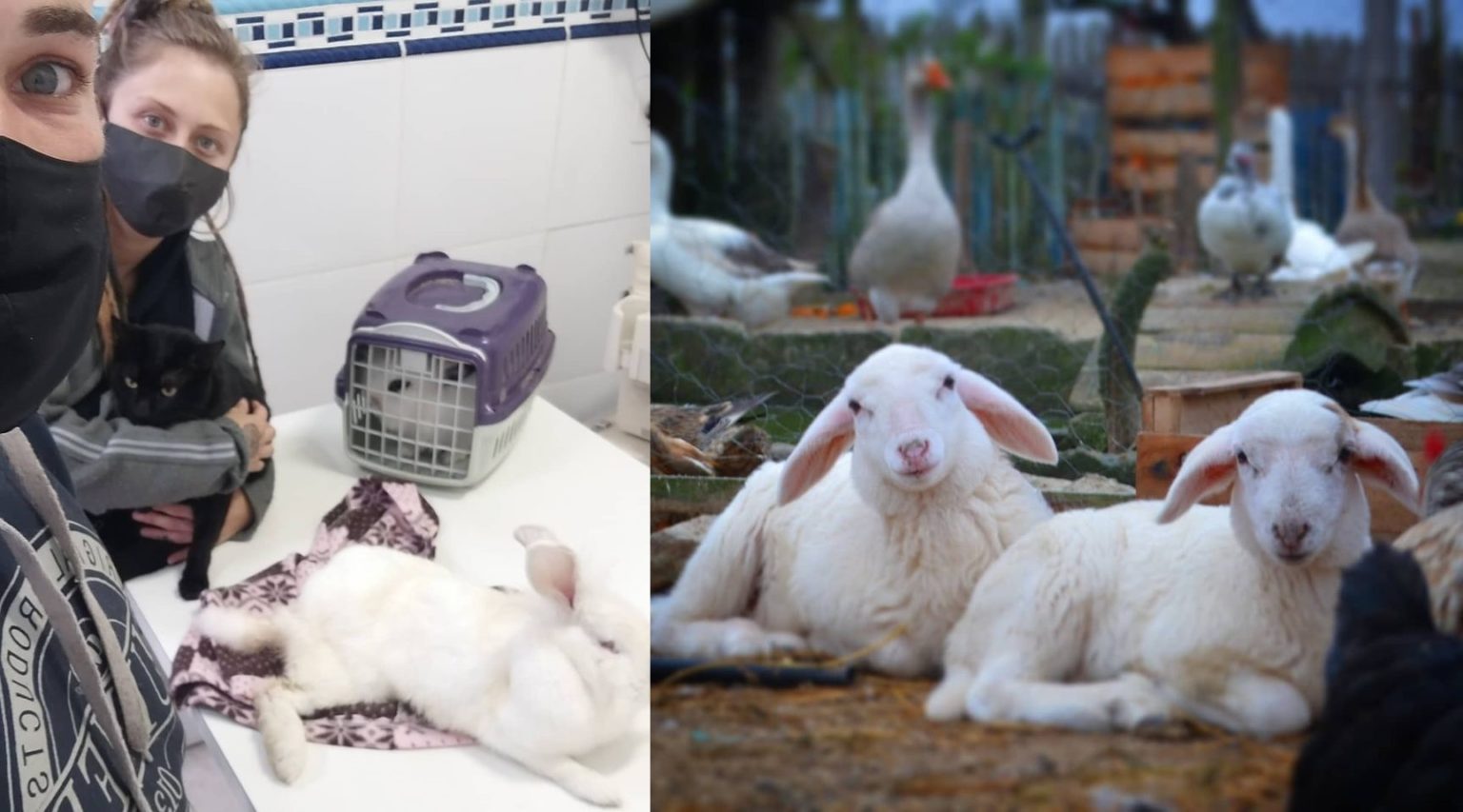 Santuário no RS pede ajuda para tratar de animais doentes - Vegazeta