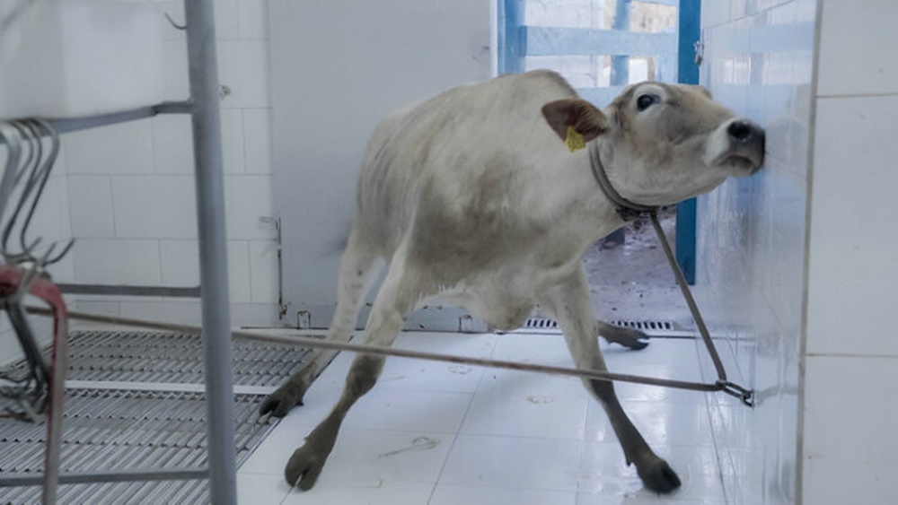 Olhando para um animal amarrado no matadouro - Vegazeta